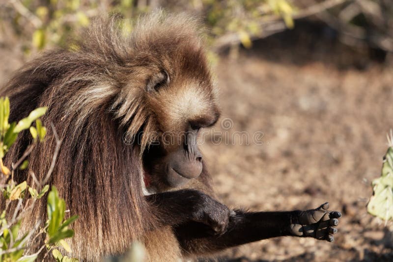 Male Gelada Baboon Theropithecus Gelada Showing His Teeth Stock Photo ...
