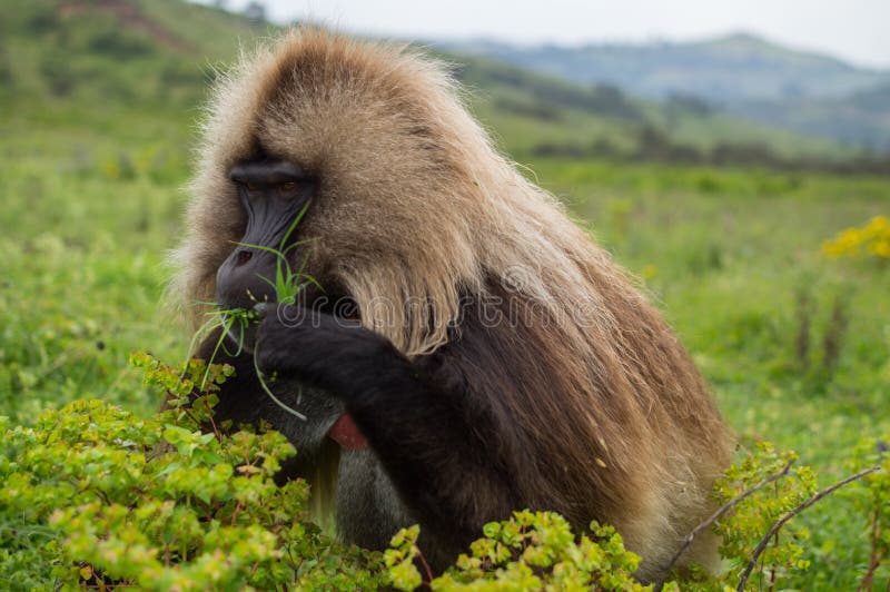 Male Gelada Monkey in the Simien Mountains, Ethiopia Stock Image ...