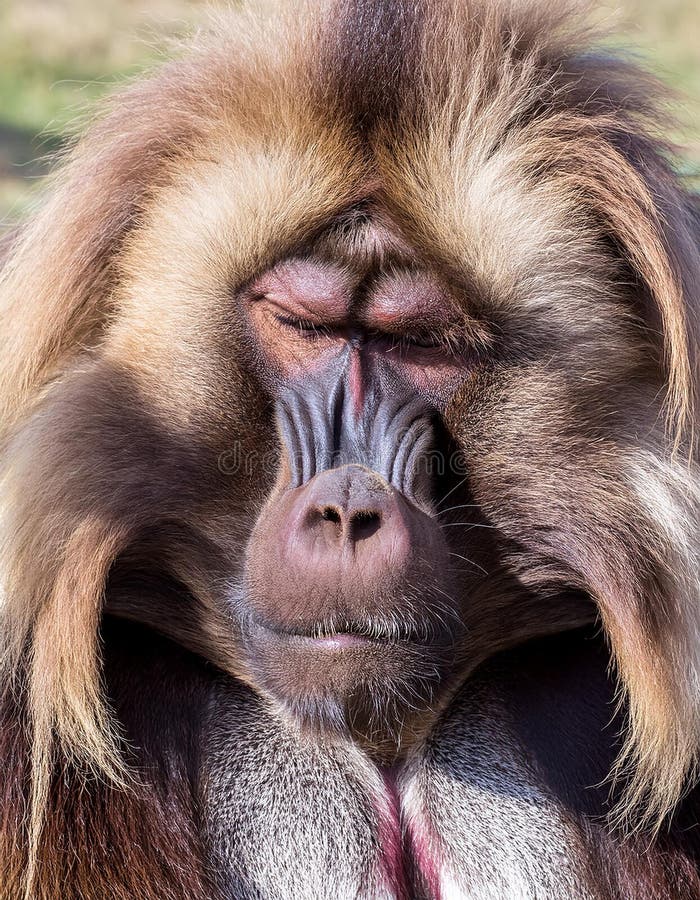Male Gelada, Theropithecus Gelada, Hairy Primate, Face Expression Stock ...