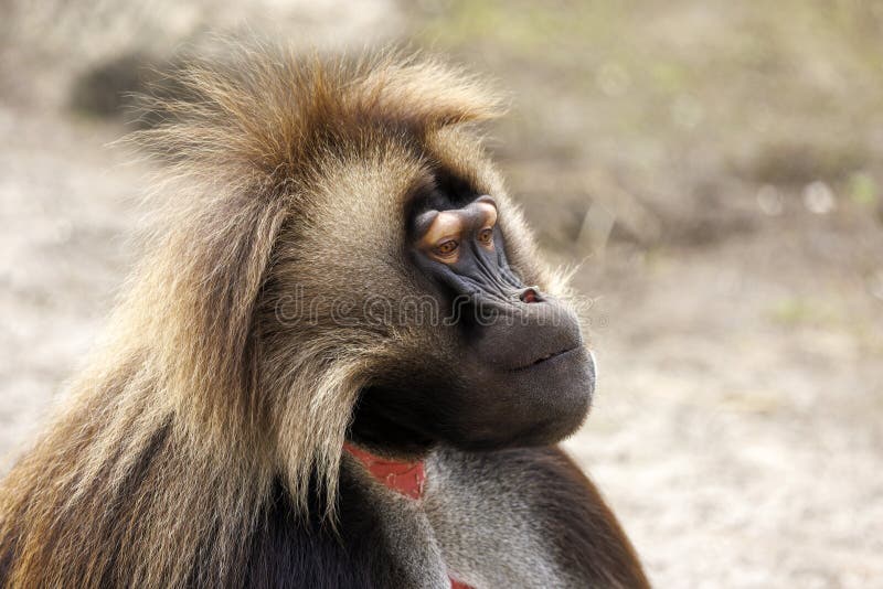 Male Gelada (Theropithecus Gelada) Stock Photo - Image of natural ...