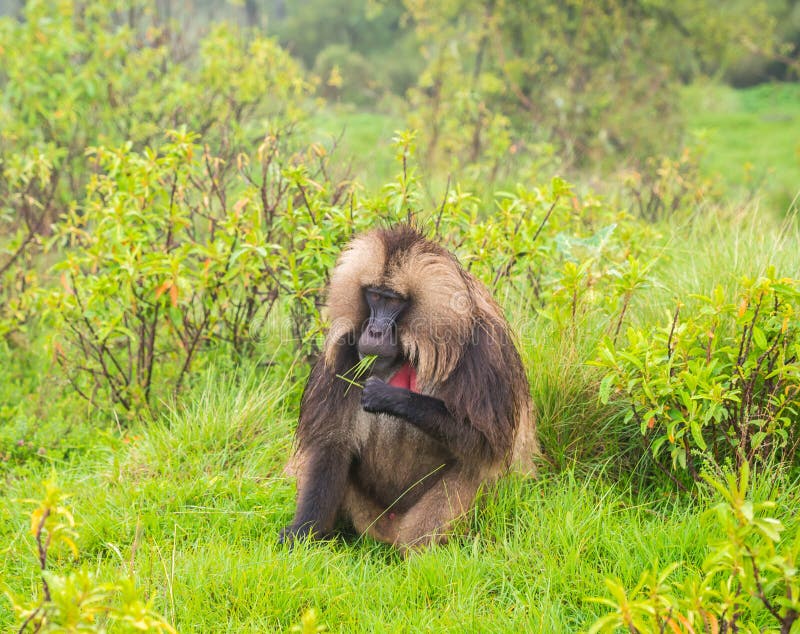 Male Gelada Theropithecus Gelada Monkey in Semien Mountains, Ethiopia ...