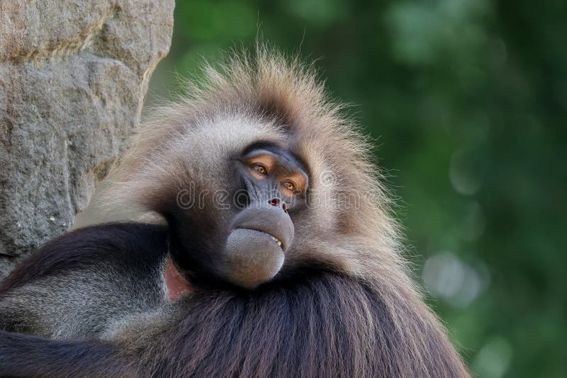 Male Gelada Theropithecus Hairy Primate Face Expression Stock Photos ...