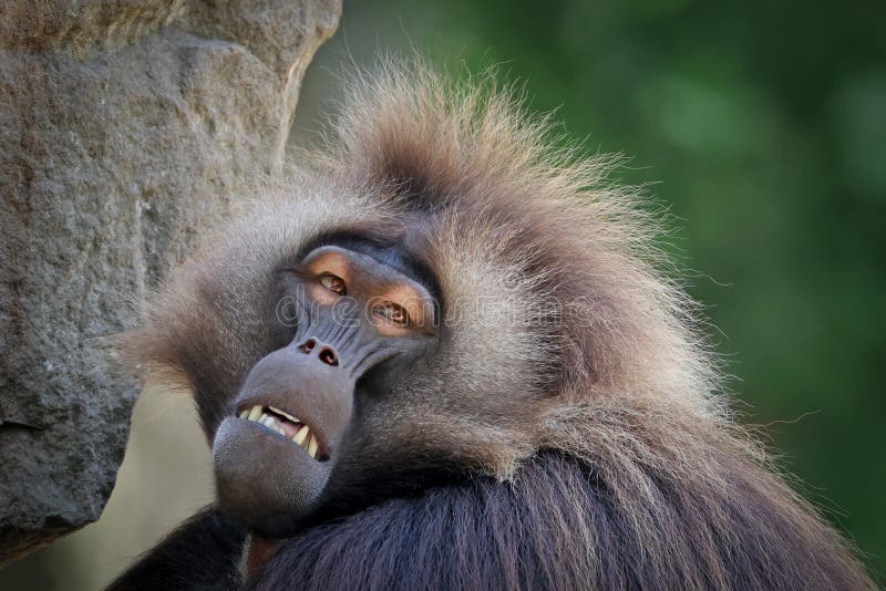 Male Gelada, Theropithecus Gelada, Hairy Primate Stock Photo - Image of ...