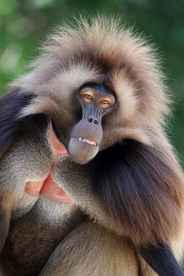 Male Gelada, Theropithecus Gelada, Hairy Primate Stock Photo - Image of ...