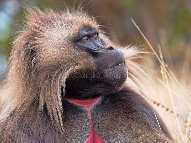 Male Gelada, Theropithecus Gelada, in Siemen Mountain National Park ...