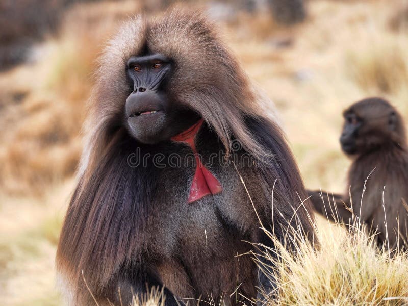 Male Gelada, Theropithecus Gelada, in Simien Mountains of Ethiopia ...