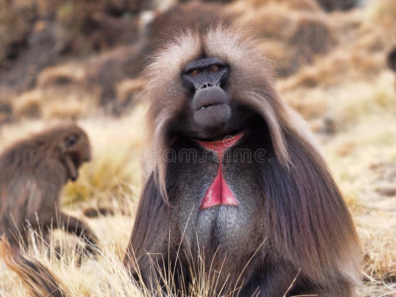 Male Gelada, Theropithecus Gelada, in Simien Mountains of Ethiopia ...