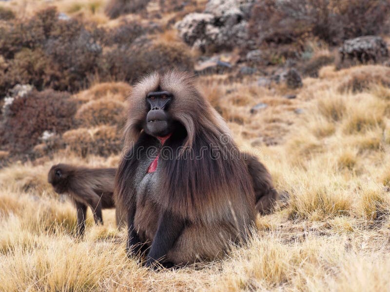Male Gelada, Theropithecus Gelada, in Simien Mountains of Ethiopia ...