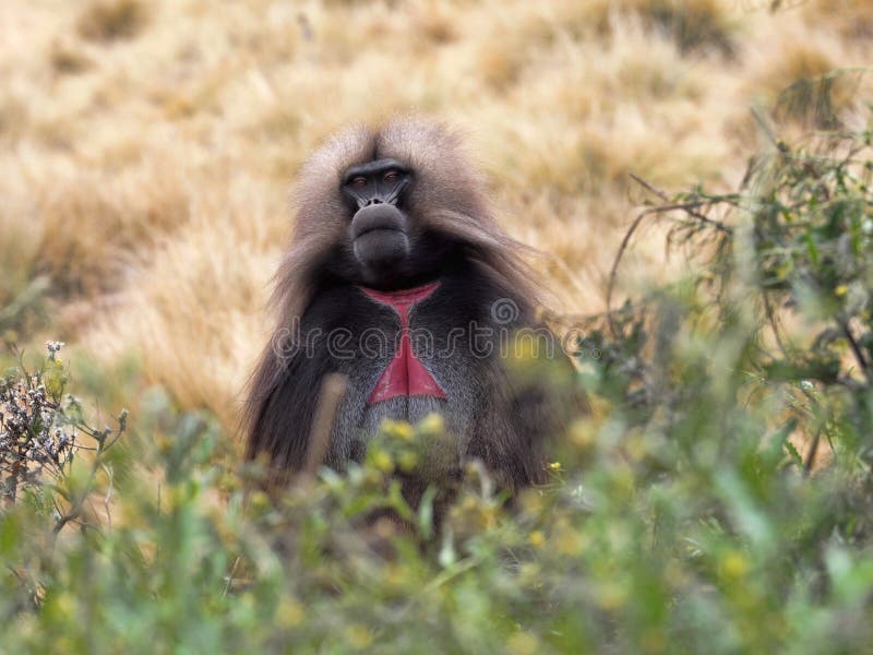Male Gelada, Theropithecus Gelada, in Simien Mountains of Ethiopia ...