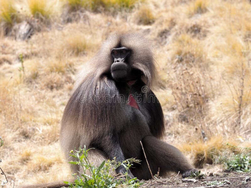 Male Gelada, Theropithecus Gelada, in Simien Mountains of Ethiopia ...