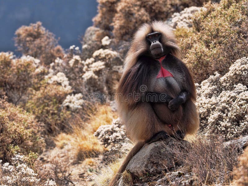 Male Gelada, Theropithecus Gelada, in Simien Mountains of Ethiopia ...