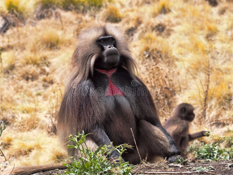 Male Gelada, Theropithecus Gelada, in Simien Mountains of Ethiopia ...