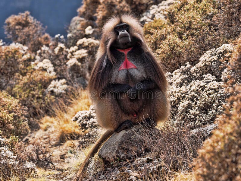 Male Gelada, Theropithecus Gelada, in Simien Mountains of Ethiopia ...