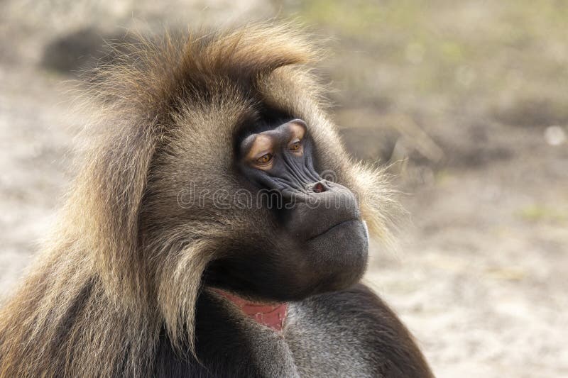 Male Gelada (Theropithecus Gelada) Stock Photo - Image of forest, asia ...