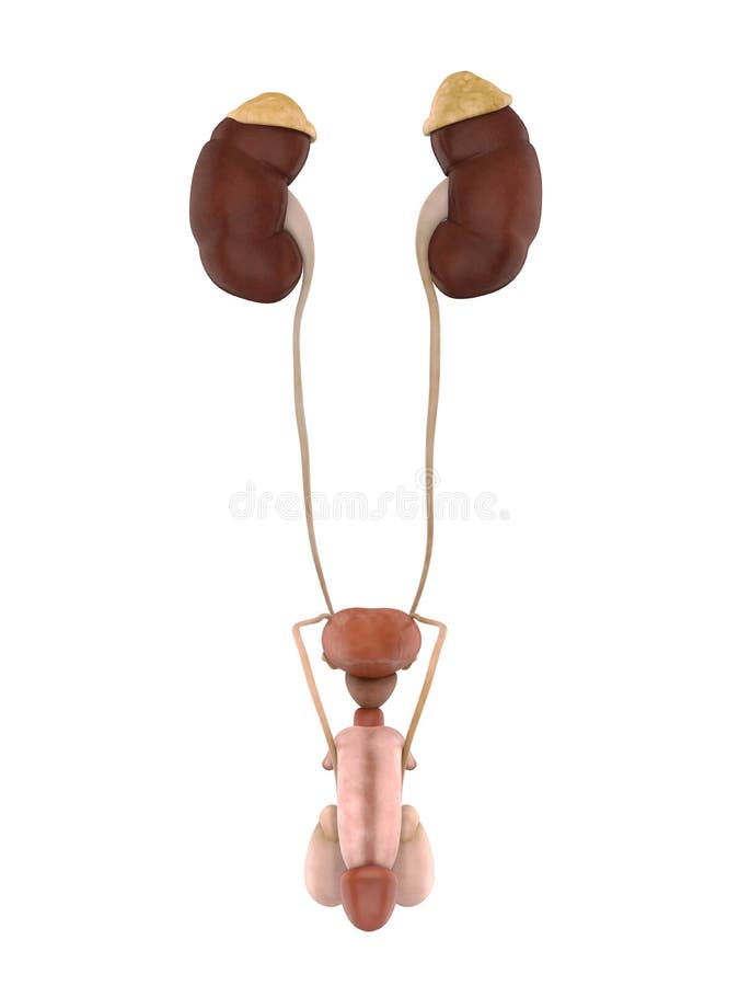 Male Genitourinary System Illustration Stock Illustration ...