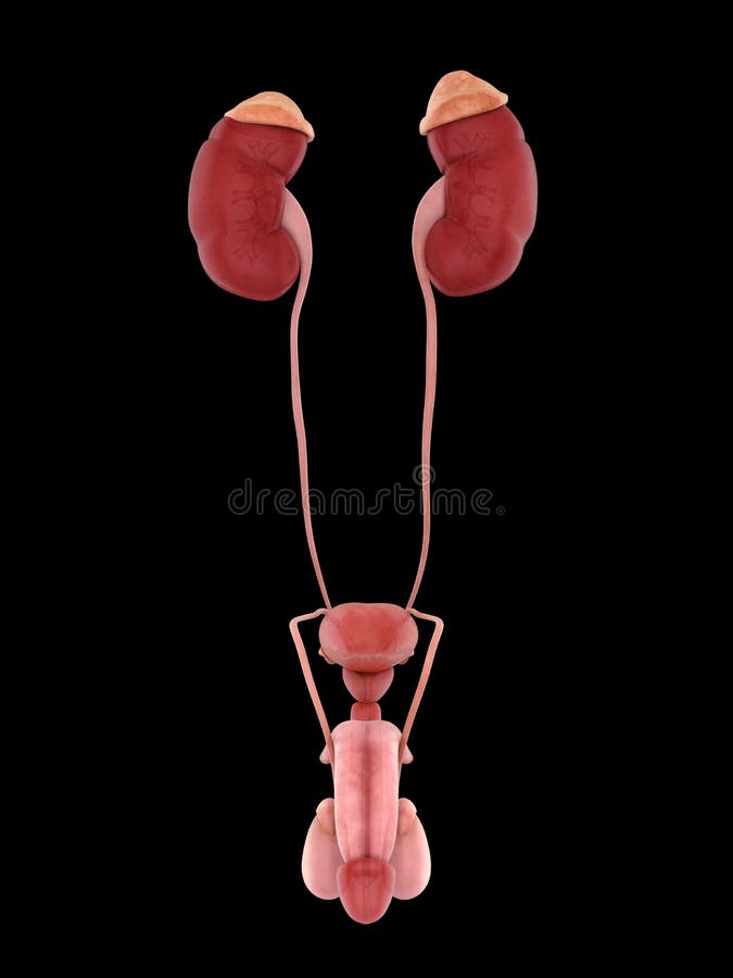 Male Genitourinary System Illustration Stock Illustration ...