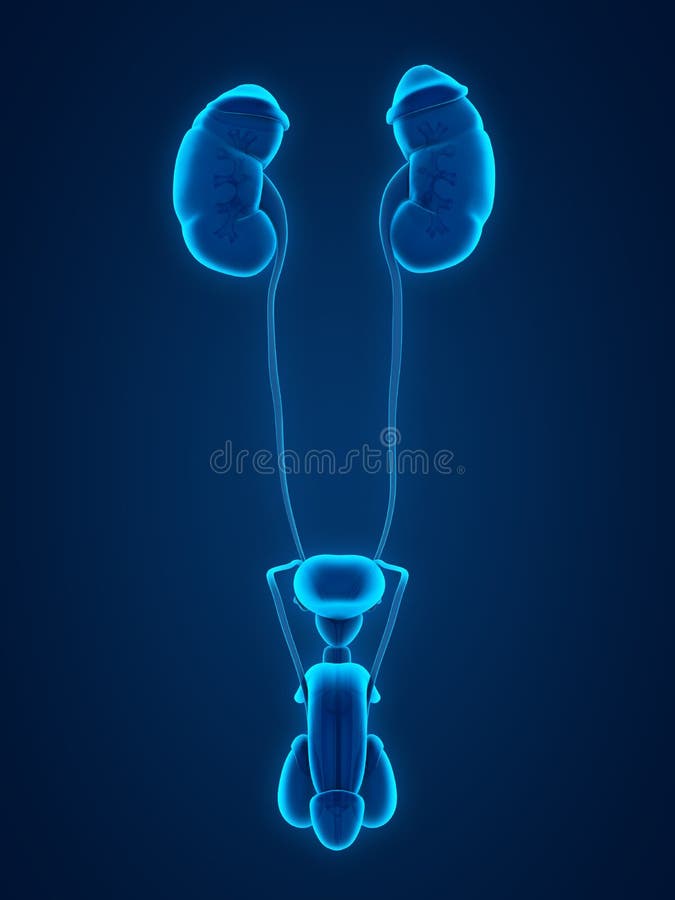 Male Genitourinary System Illustration Stock Illustration ...