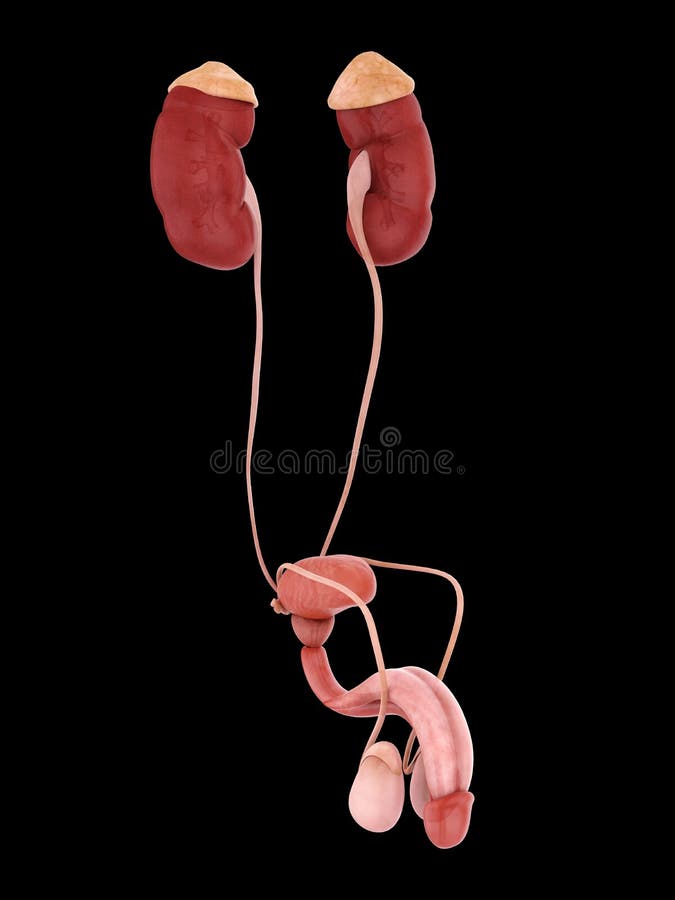 Male Genitourinary System Illustration Stock Illustration ...