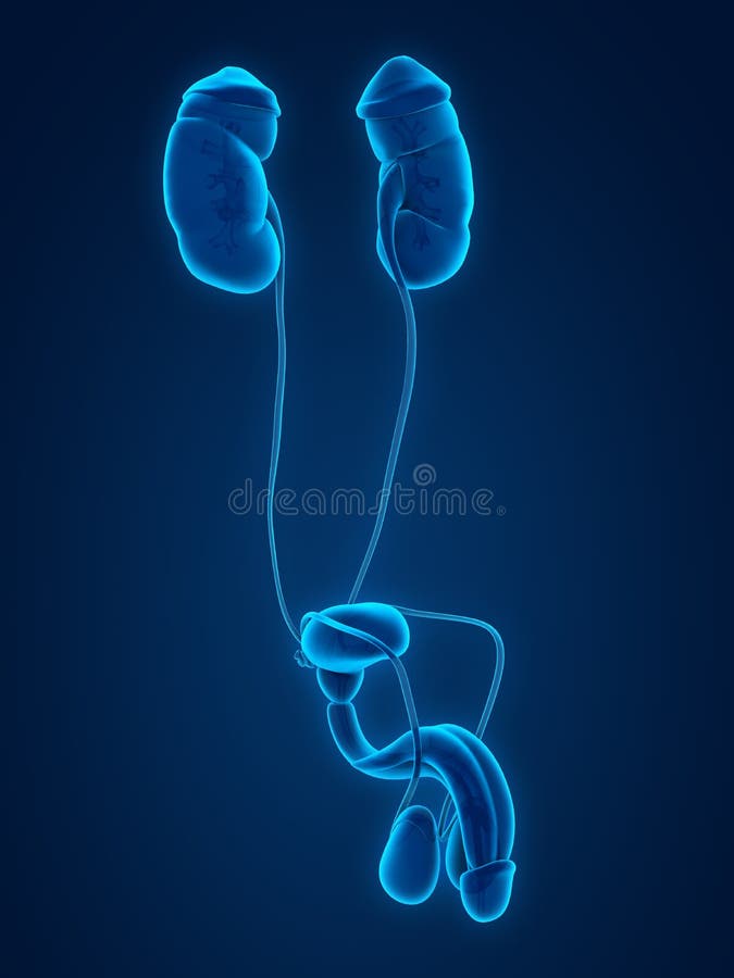 Male Genitourinary System Illustration Stock Illustration ...