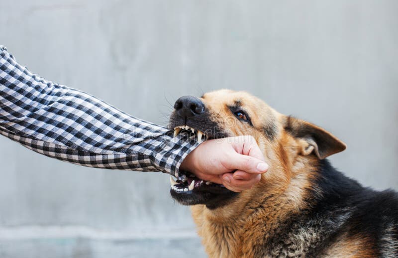 A Male German Shepherd Bites a Man by the Hand Stock Image - Image of ...