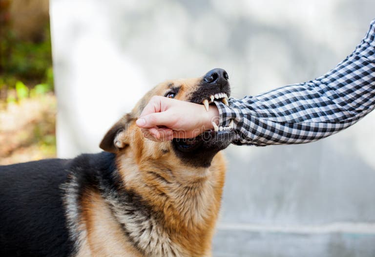 A Male German Shepherd Bites a Man by the Hand Stock Image - Image of ...