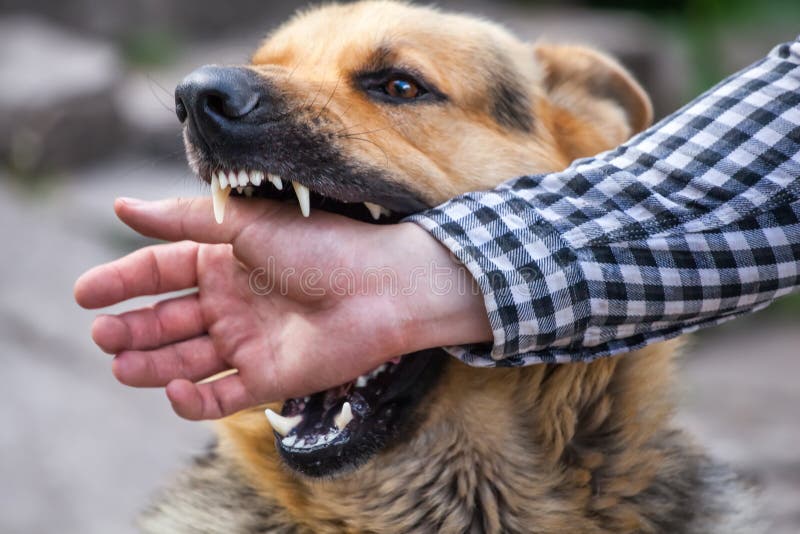 Male German Shepherd Bites a Man by the Hand Stock Photo - Image of ...