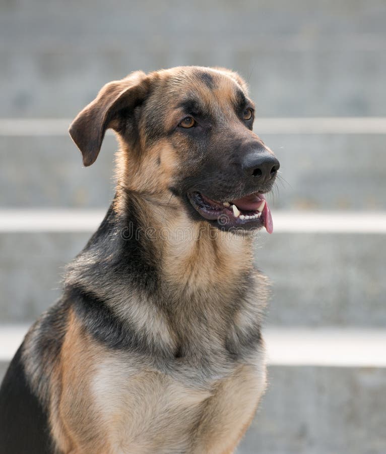Male German Shepherd dog stock photo. Image of front - 36423446