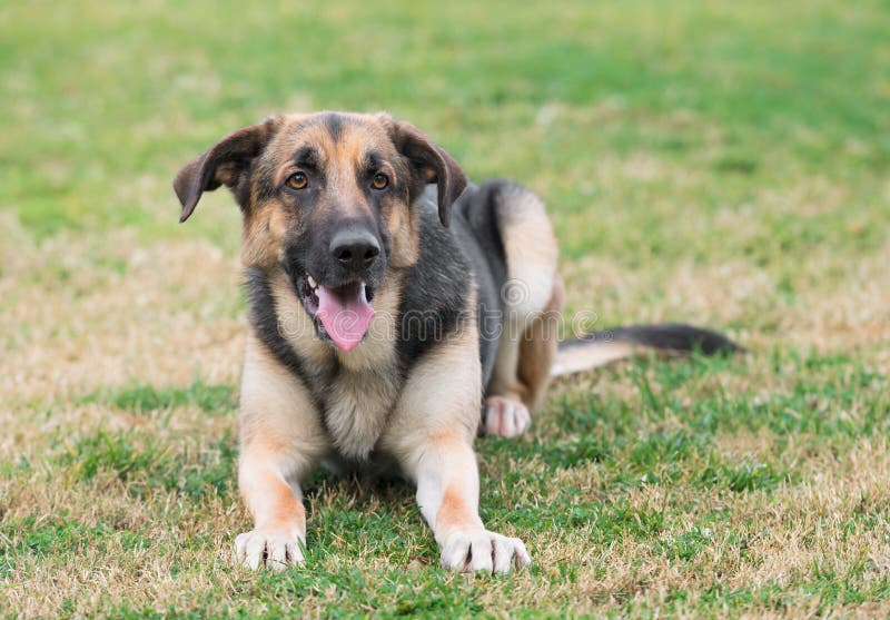 Male German Shepherd dog stock image. Image of male, animal - 36423465