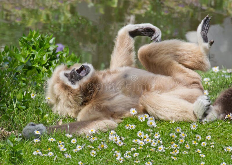 Male Gibbon in Field on Green Grass Stock Image - Image of acrobatic ...