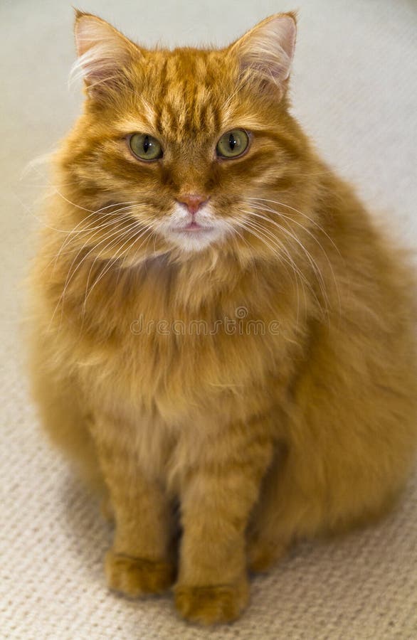 Male Ginger Longhaired Cat Sitting Stock Photo - Image of fuzzy, mammal ...