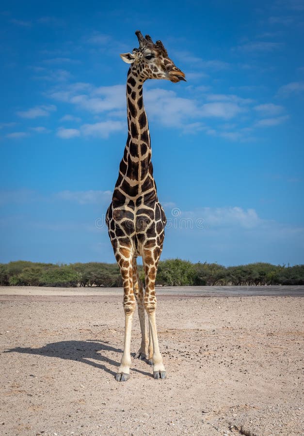 Male Giraffe stock photo. Image of leaf, herbivorous - 180165342