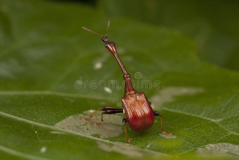 Giraffe Weevil stock photo. Image of fauna, beetle, leaf - 12319042