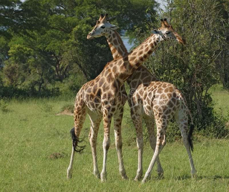 Male Giraffes at fight stock photo. Image of nature, endangered - 27262756