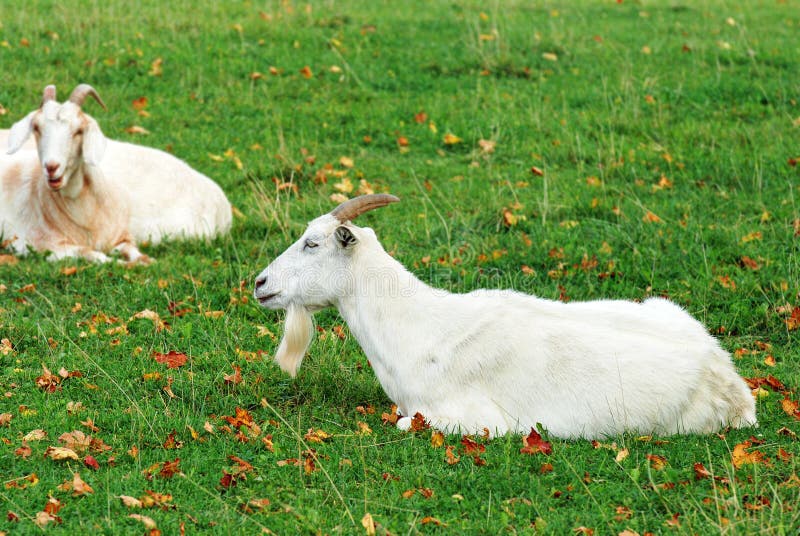 Male goat stock photo. Image of pasture, portrait, white - 21450180