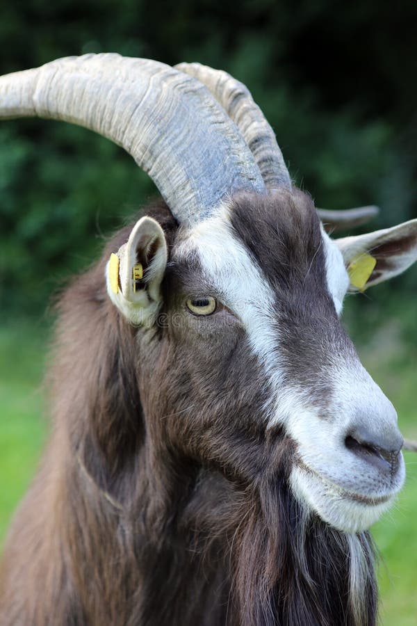Male Goat stock photo. Image of whiskers, calm, livestock - 25985664