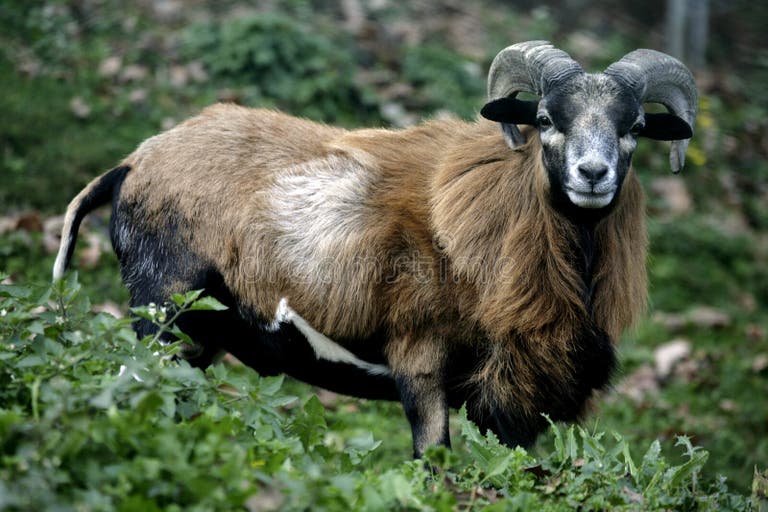 18,396 Male Goat Stock Photos - Free & Royalty-Free Stock Photos from ...