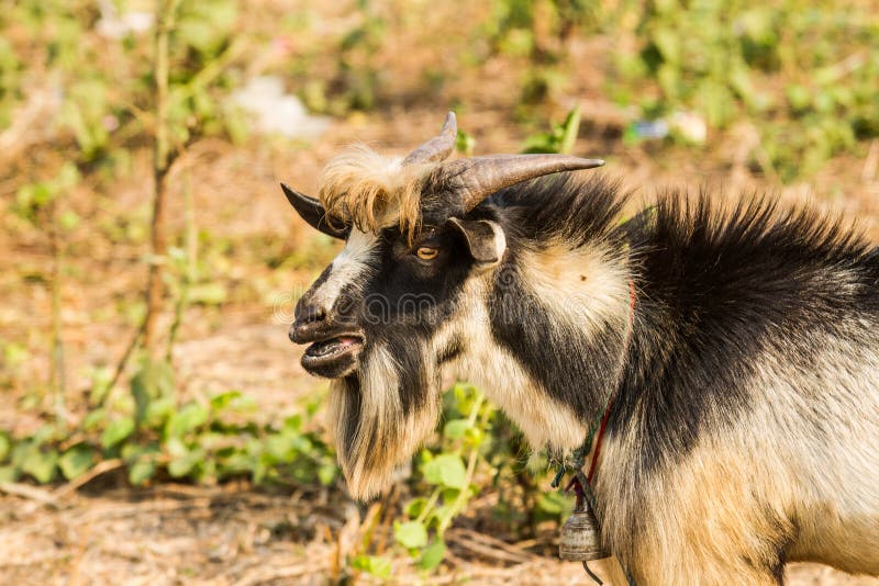 Male goat stock image. Image of mammal, animal, breeding - 72047075