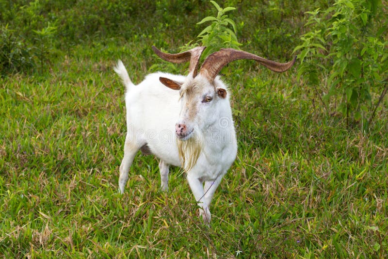 Male Goat Colombia Stock Photos - Free & Royalty-Free Stock Photos from ...