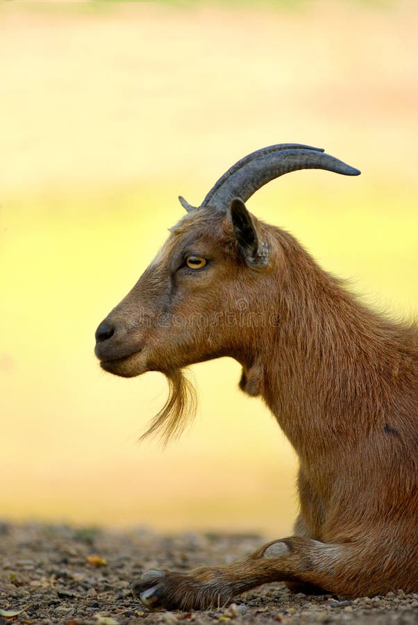 Male goat on farm stock image. Image of animal, brown - 14754309