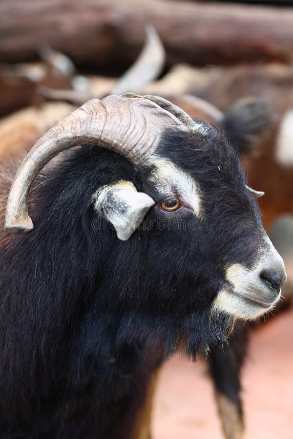 Male goat on farm stock photo. Image of asia, hornd, horn - 17727876