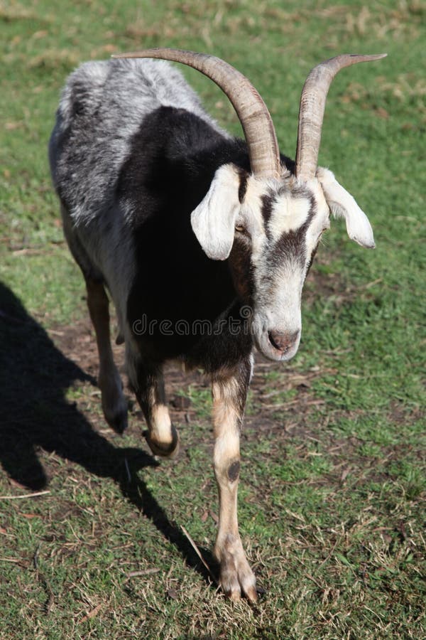 Male goat stock image. Image of animal, beard, breeding - 89303727