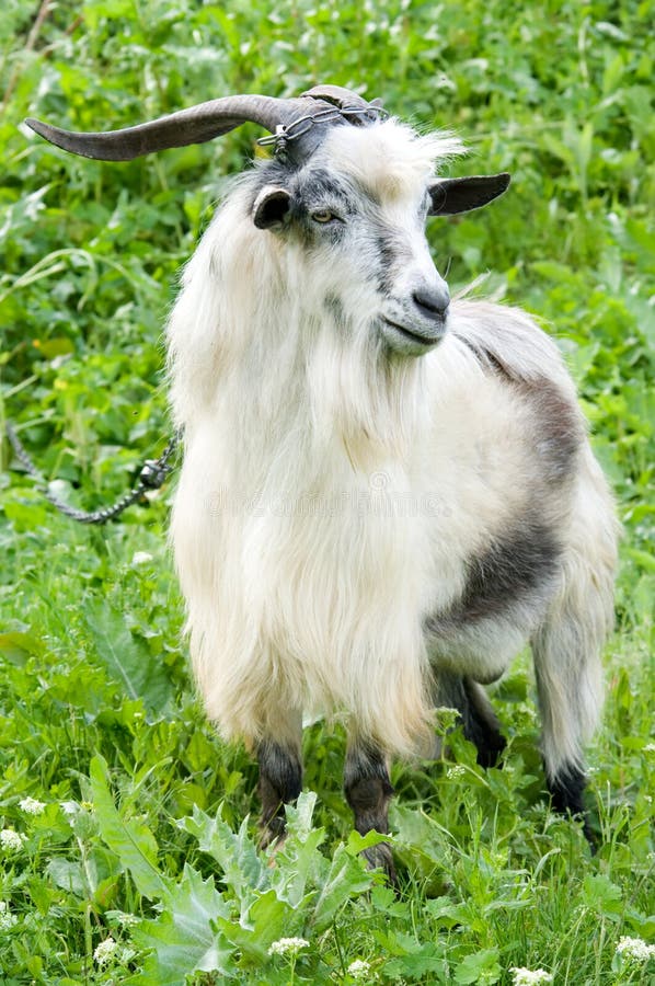 Male goat grazing stock photo. Image of field, meat, agriculture - 5139848