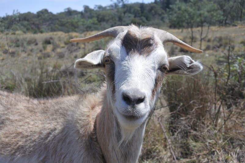 Male Goat Looking at Camera Stock Photo - Image of horn, male: 141168562