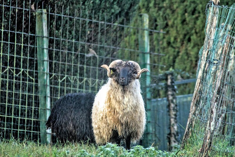 Male goat stock image. Image of bovine, farm, wildlife - 277934027