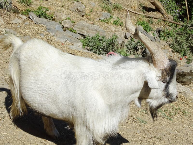 Male Goat in Romania during the Summer Stock Image - Image of goat ...