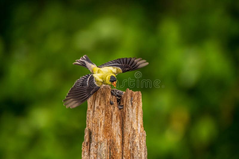 Male Gold Finch flying off stock photo. Image of finch - 283311680