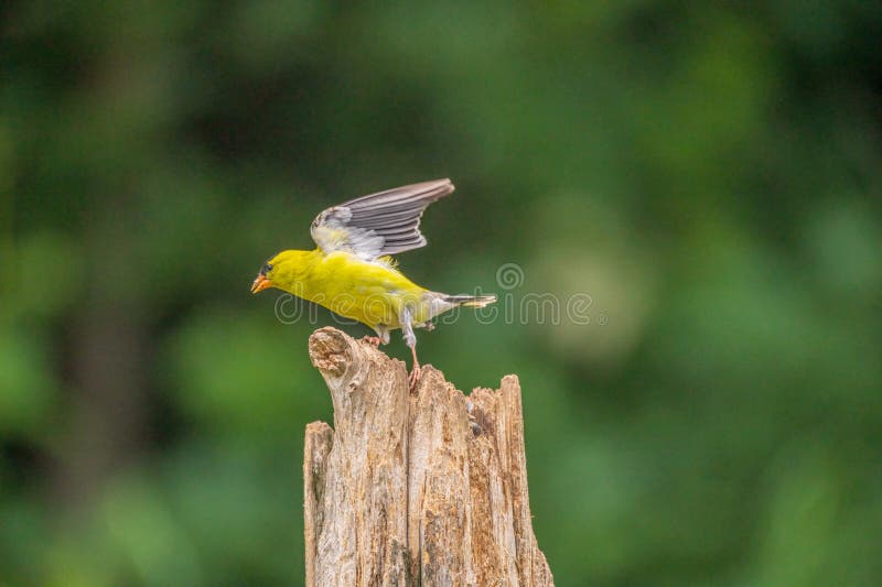Male Gold Finch Flying Off a Post Stock Photo - Image of flying, male ...