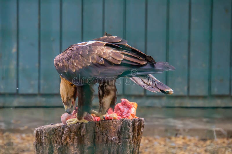 Golden Eagle Eats Meat at the Zoo. Male of Golden Eagle Eating Hare ...