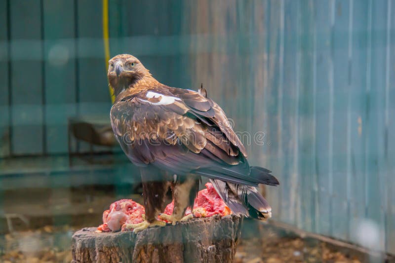 Golden Eagle Eats Meat at the Zoo. Male of Golden Eagle Eating Hare ...