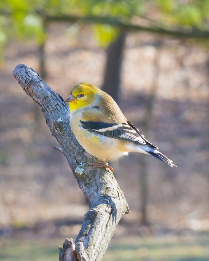 Male, Goldfinch stock photo. Image of selective, gender - 28814638
